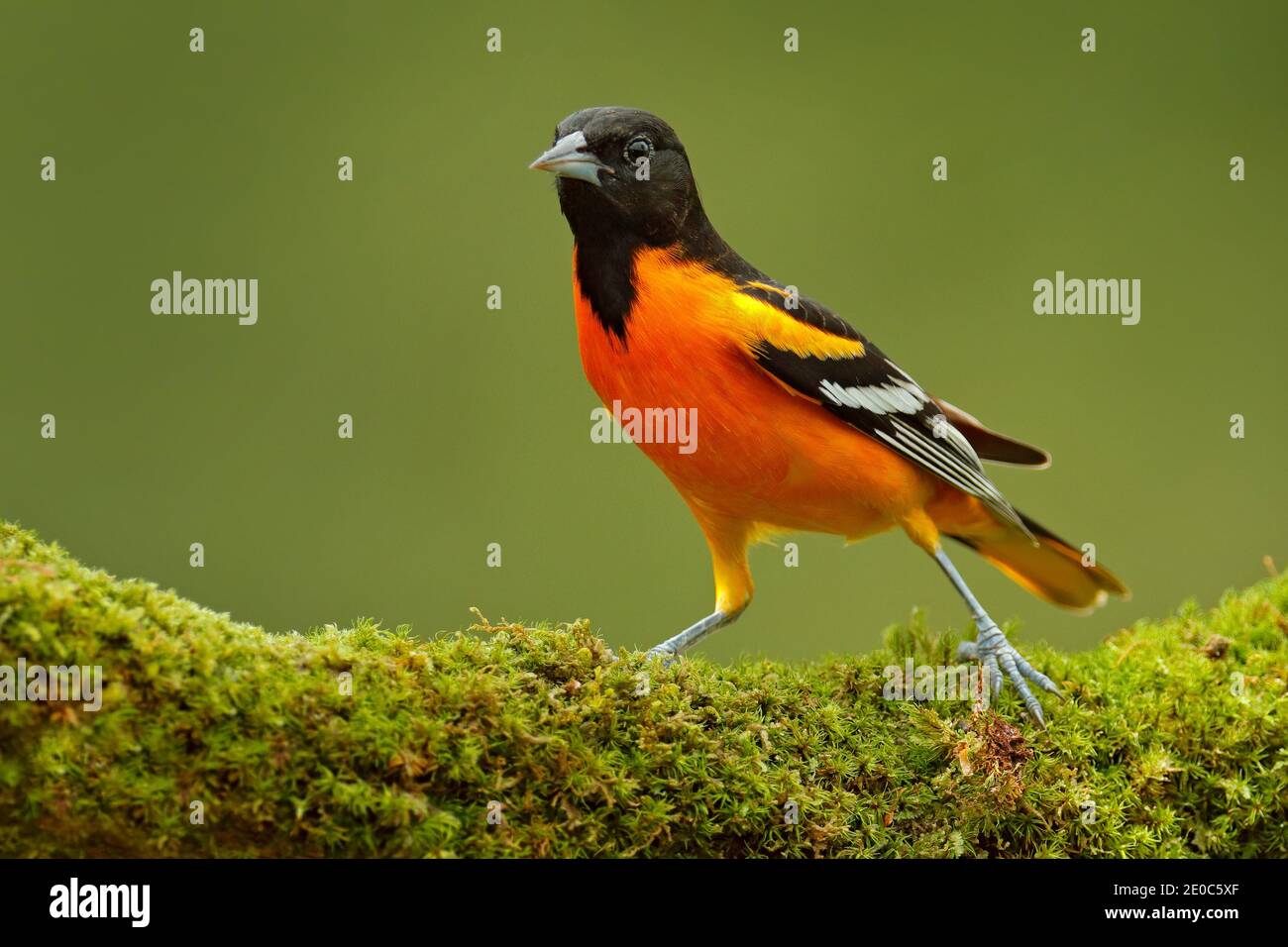 Baltimore Oriole, Icterus galbula, sitting on the green mossy branch ...