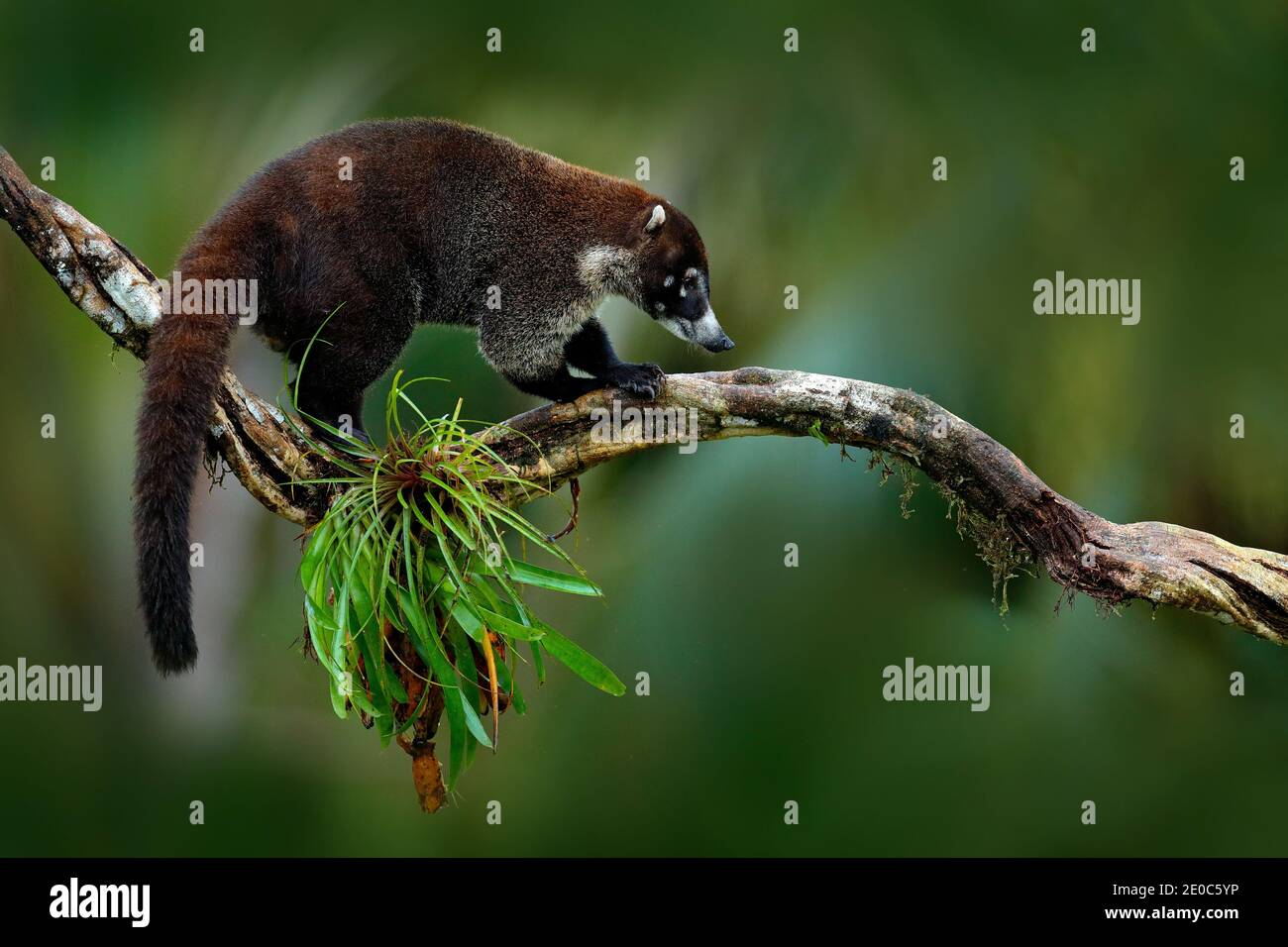 Raccoon, Procyon lotor, on the tree in National Park Manuel Antonio ...