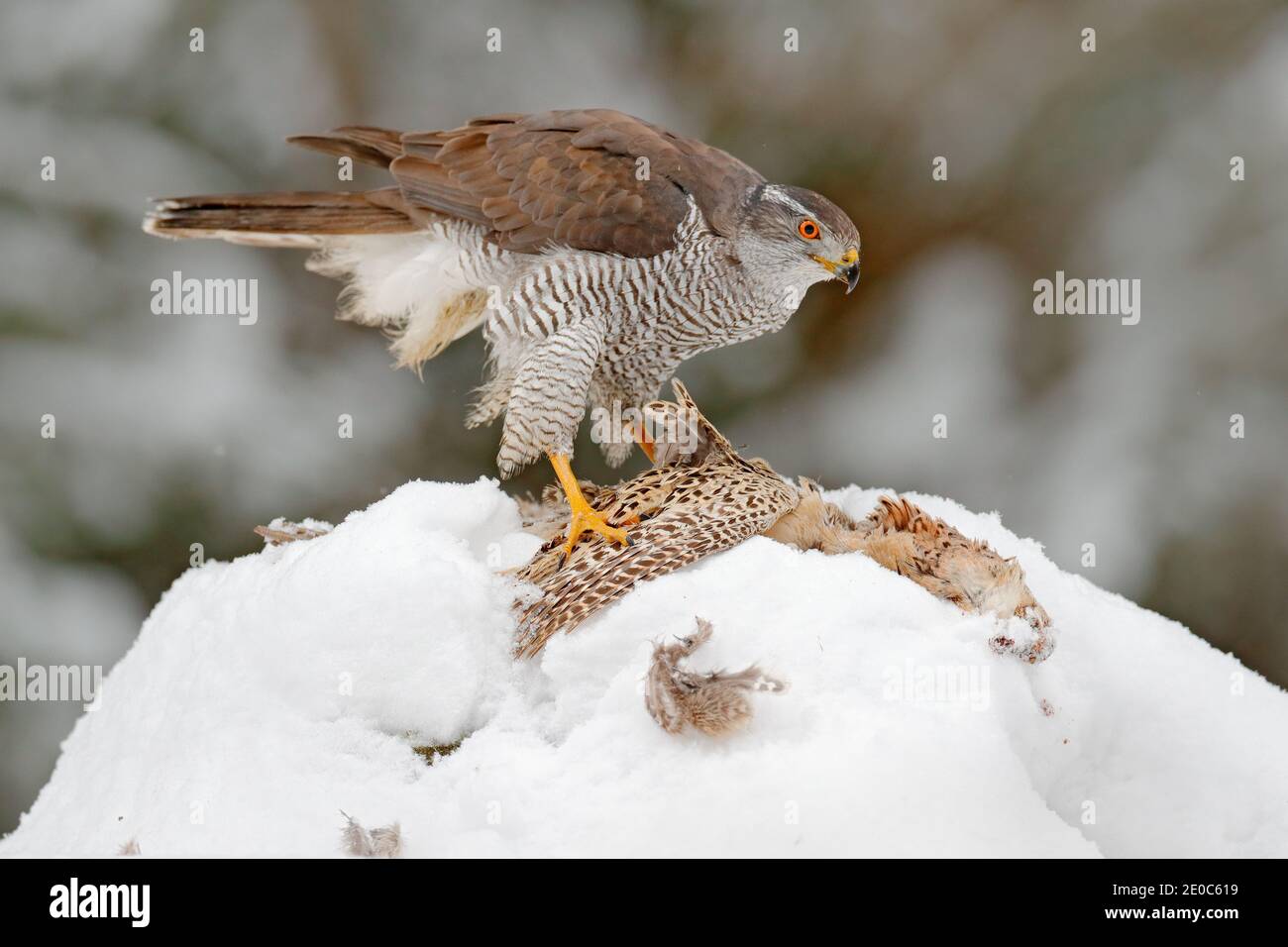 Winter wildlife, bird of prey with catch in snow. Animal behaviour in ...