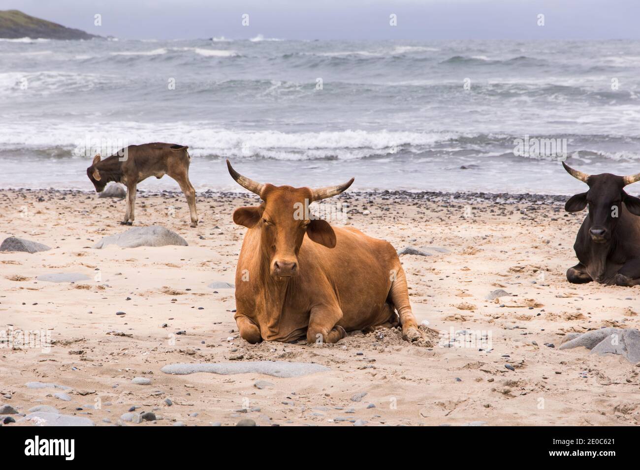Transkei hi-res stock photography and images - Alamy