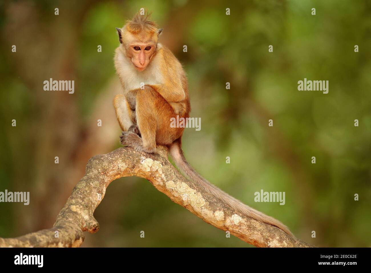 Ceylon macaque hi-res stock photography and images - Alamy
