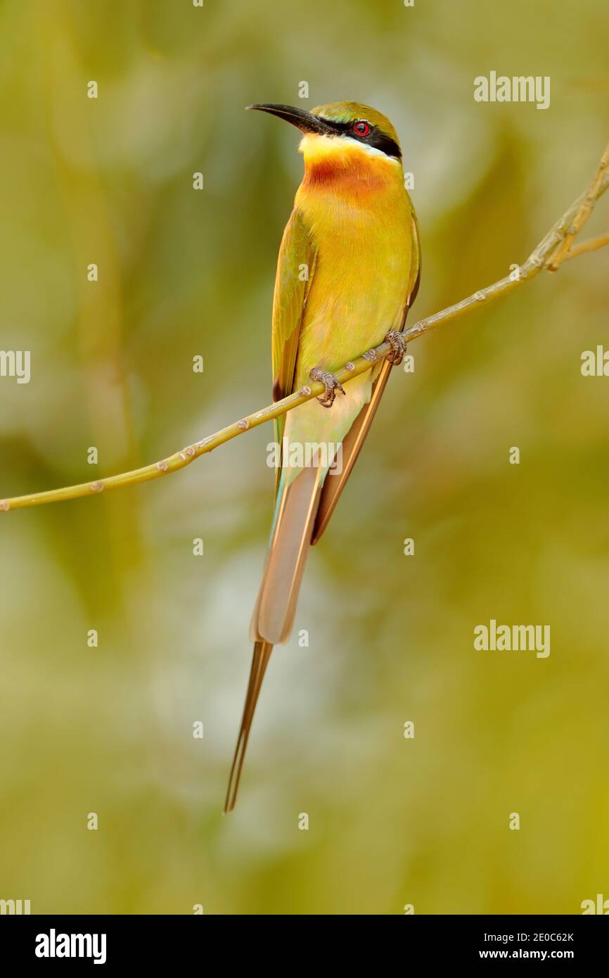 Blue-tailed Bee-eater Merops philippinus perching on twig, green and ...