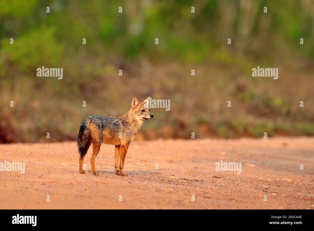 Golden Jackal, Canis aureus with evening sun, Sri Lanka, Asia. Beautiful wildlife scene from ...