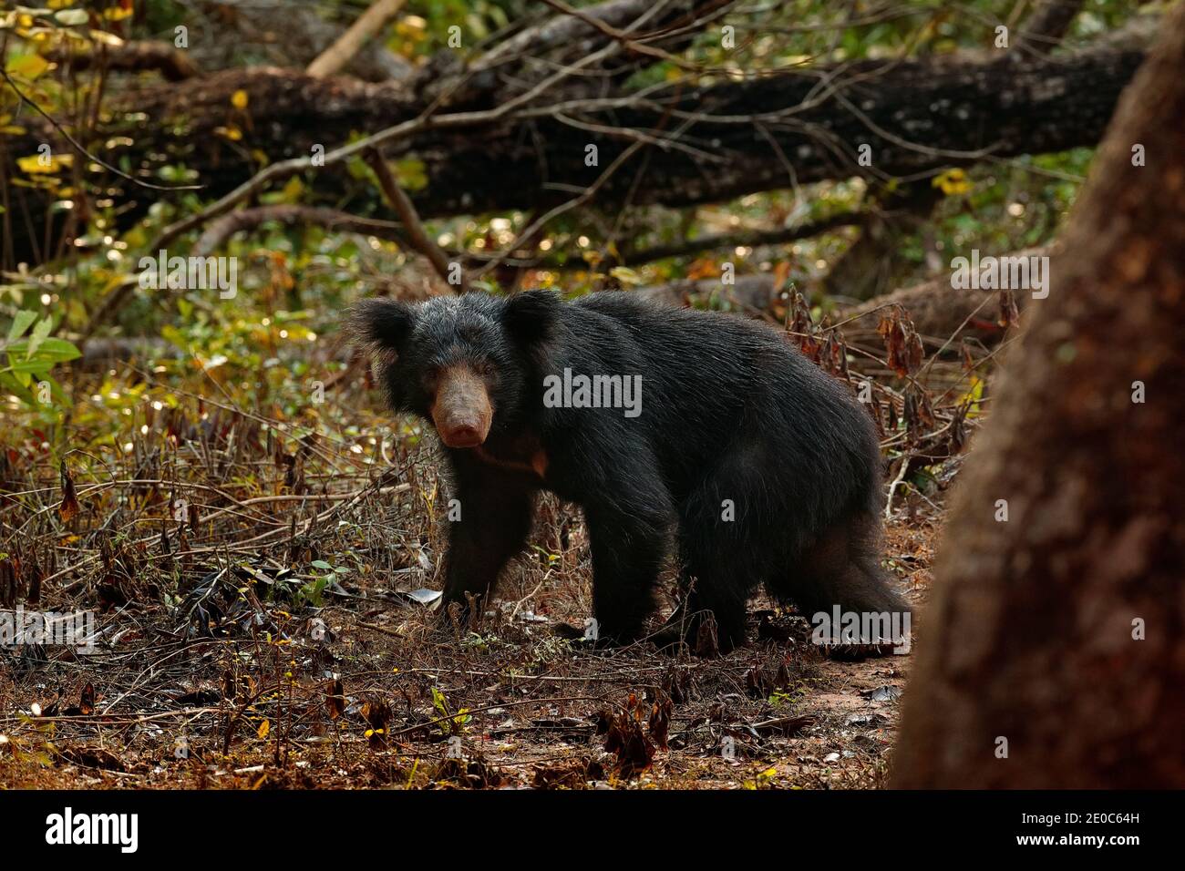Sloth bear claw close up hi-res stock photography and images - Alamy