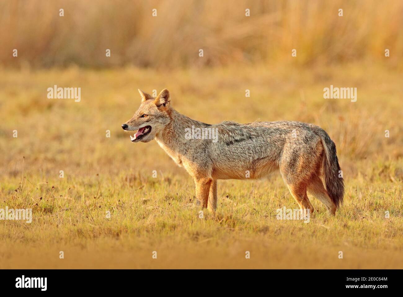 Golden Jackal, Canis aureus with evening sun, Sri Lanka, Asia. Beautiful wildlife scene from ...