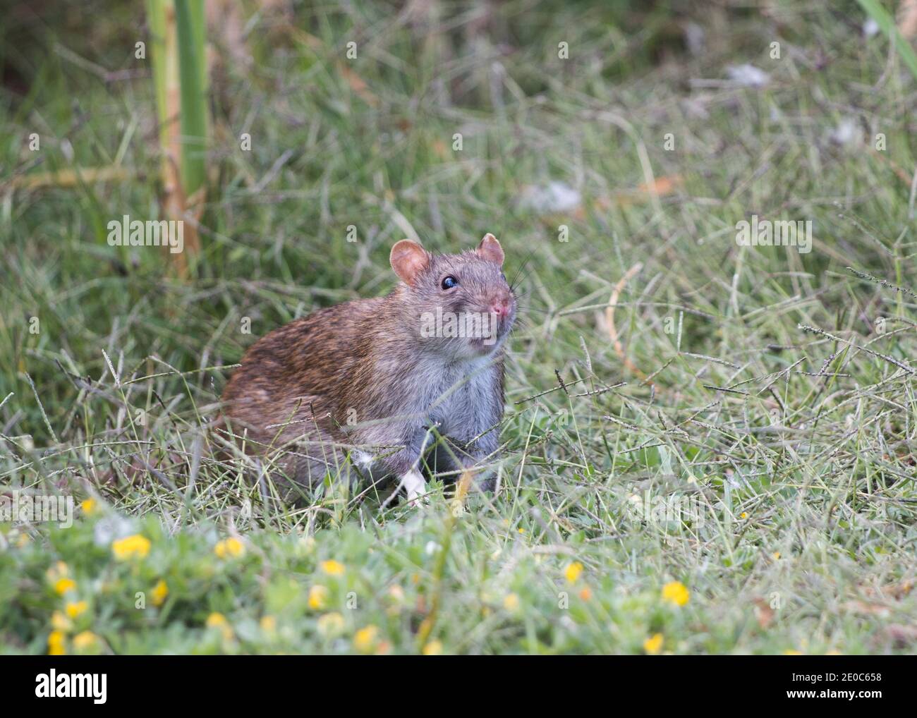 Southern African vlei rat (Otomys irroratus) coming out of the bushes ...