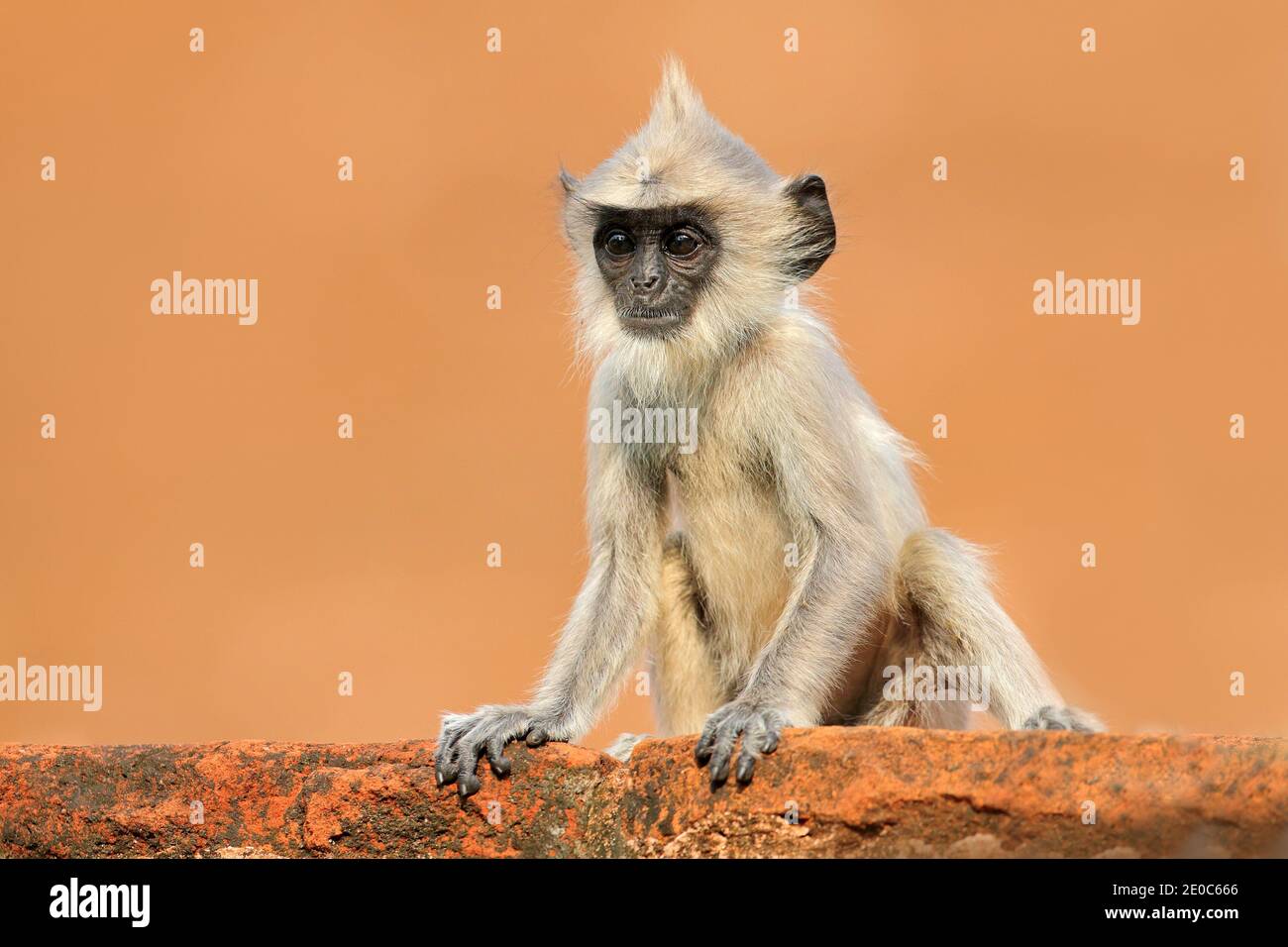 Wildlife of Sri Lanka, detail monkey portrait Common Langur ...