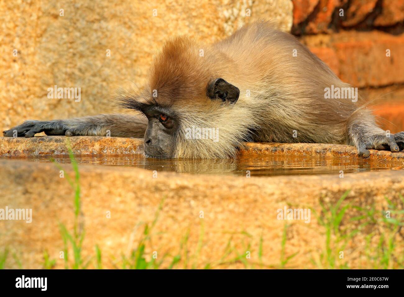 Wildlife of Sri Lanka, detail monkey portrait Common Langur ...