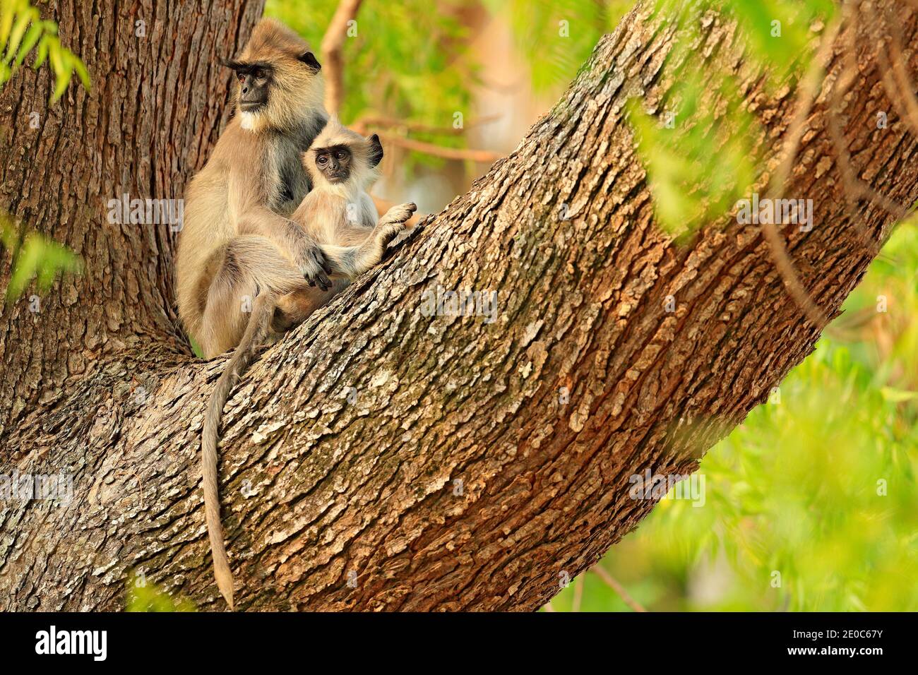 Wildlife of Sri Lanka, detail monkey portrait Common Langur ...