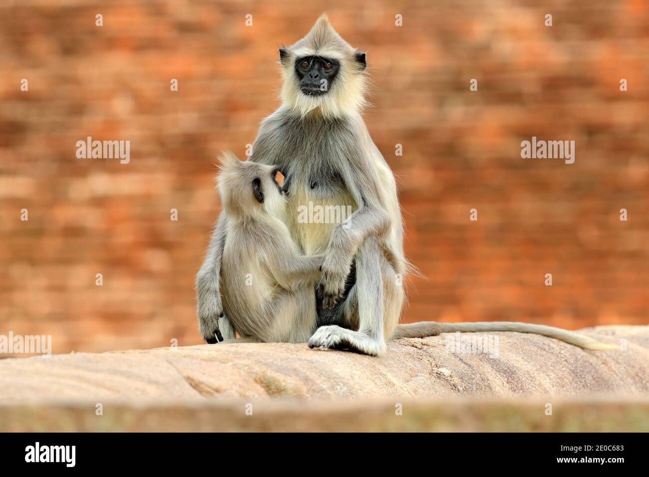 Wildlife of Sri Lanka, detail monkey portrait Common Langur ...