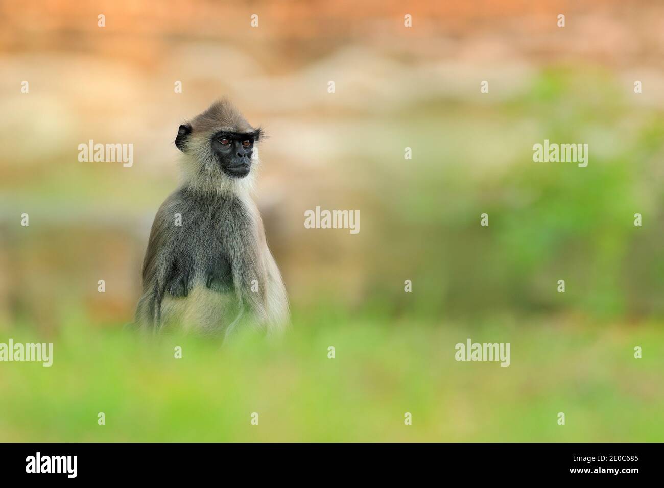 Wildlife of Sri Lanka, detail monkey portrait Common Langur ...