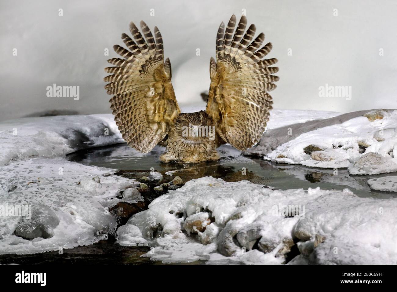 Owl fly with fish. Blakiston's fish owl, Bubo blakistoni, night fly ...