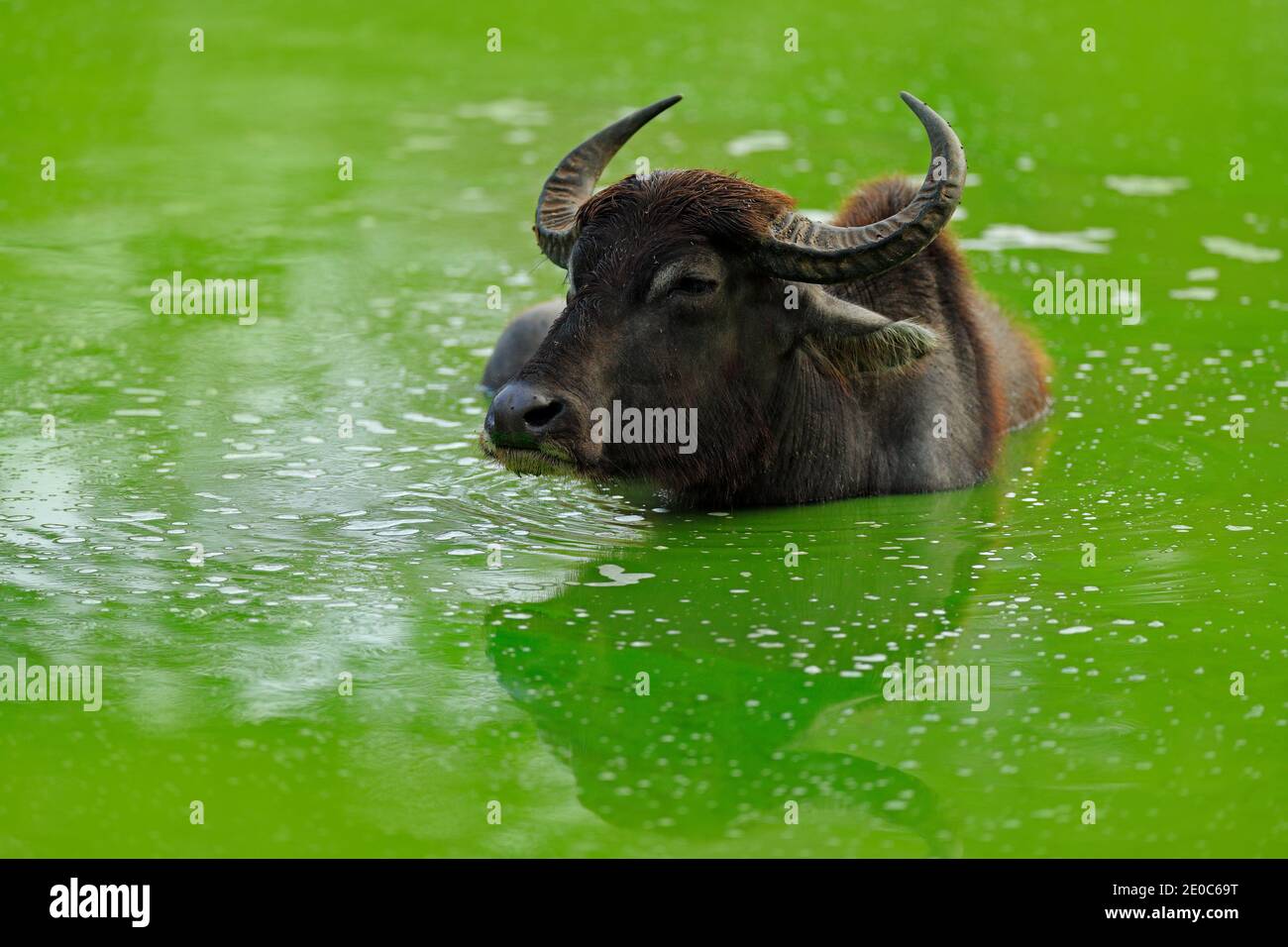 Asian water buffalo, Bubalus bubalis, in green water pond. Big animal ...