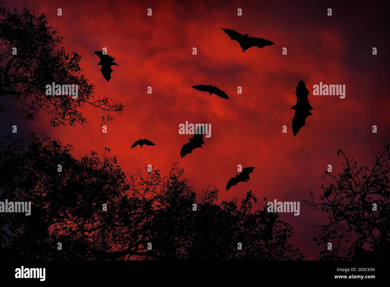 Flying bats isolated hi-res stock photography and images - Alamy