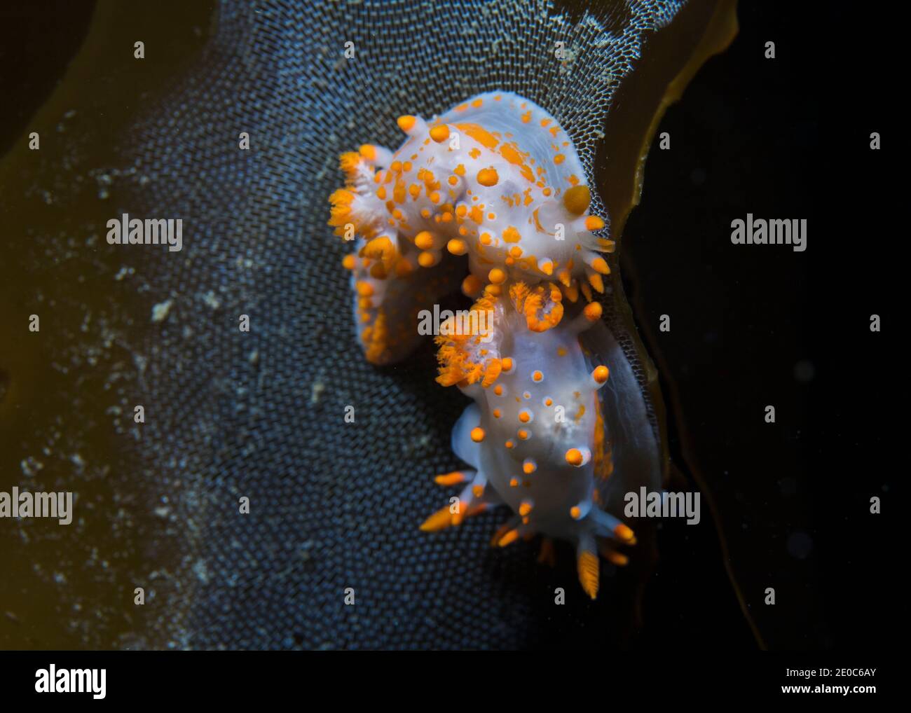 Sea slug hi-res stock photography and images - Alamy