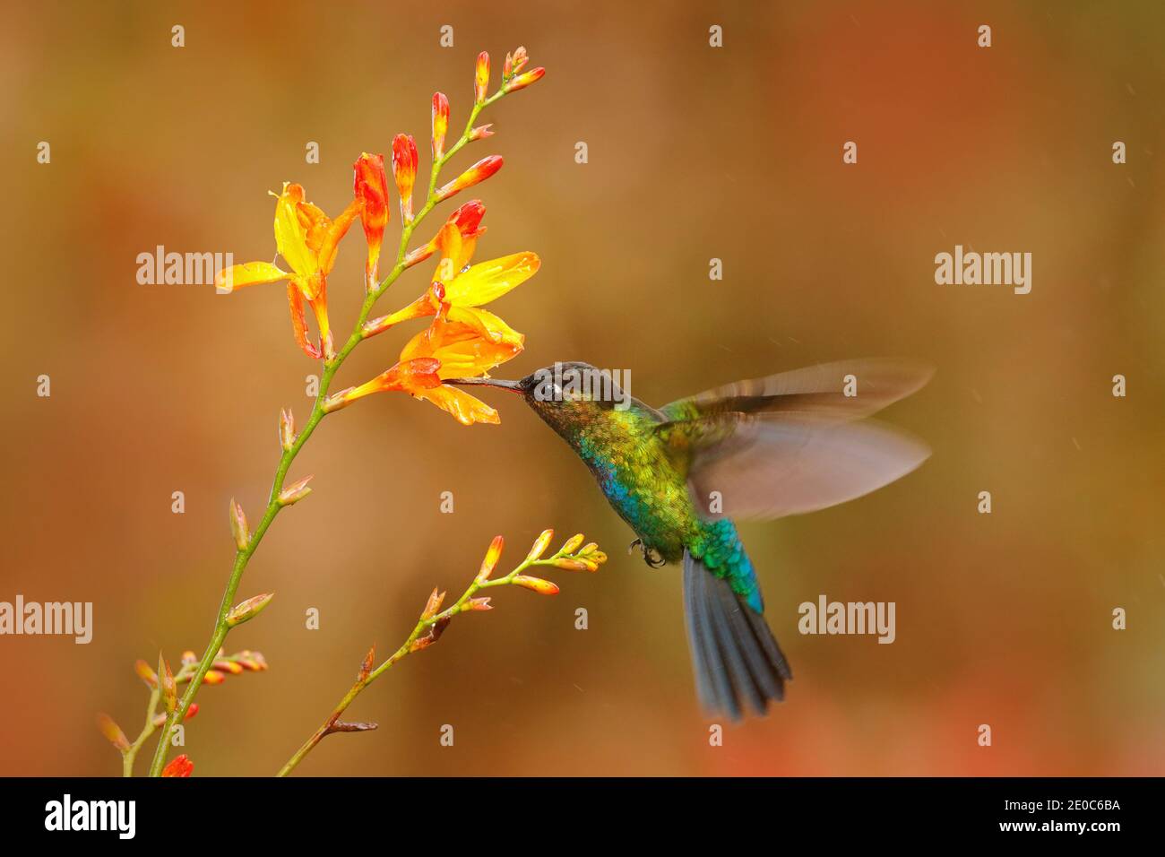 Bir feeding hi-res stock photography and images - Alamy