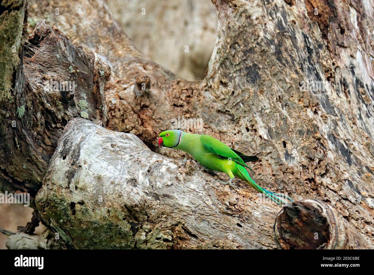 Bird Perched On Tree Lamp