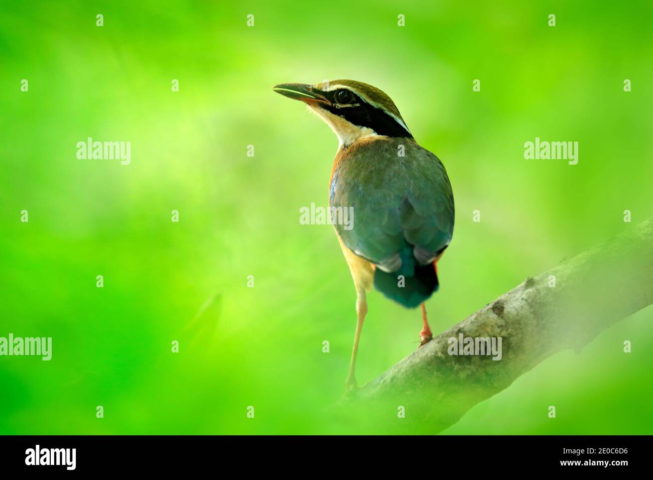 Indian pitta, Pitta brachyura, in the beautiful nature habitat, Yala ...