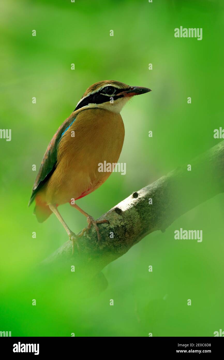 Indian pitta, Pitta brachyura, in the beautiful nature habitat, Yala ...