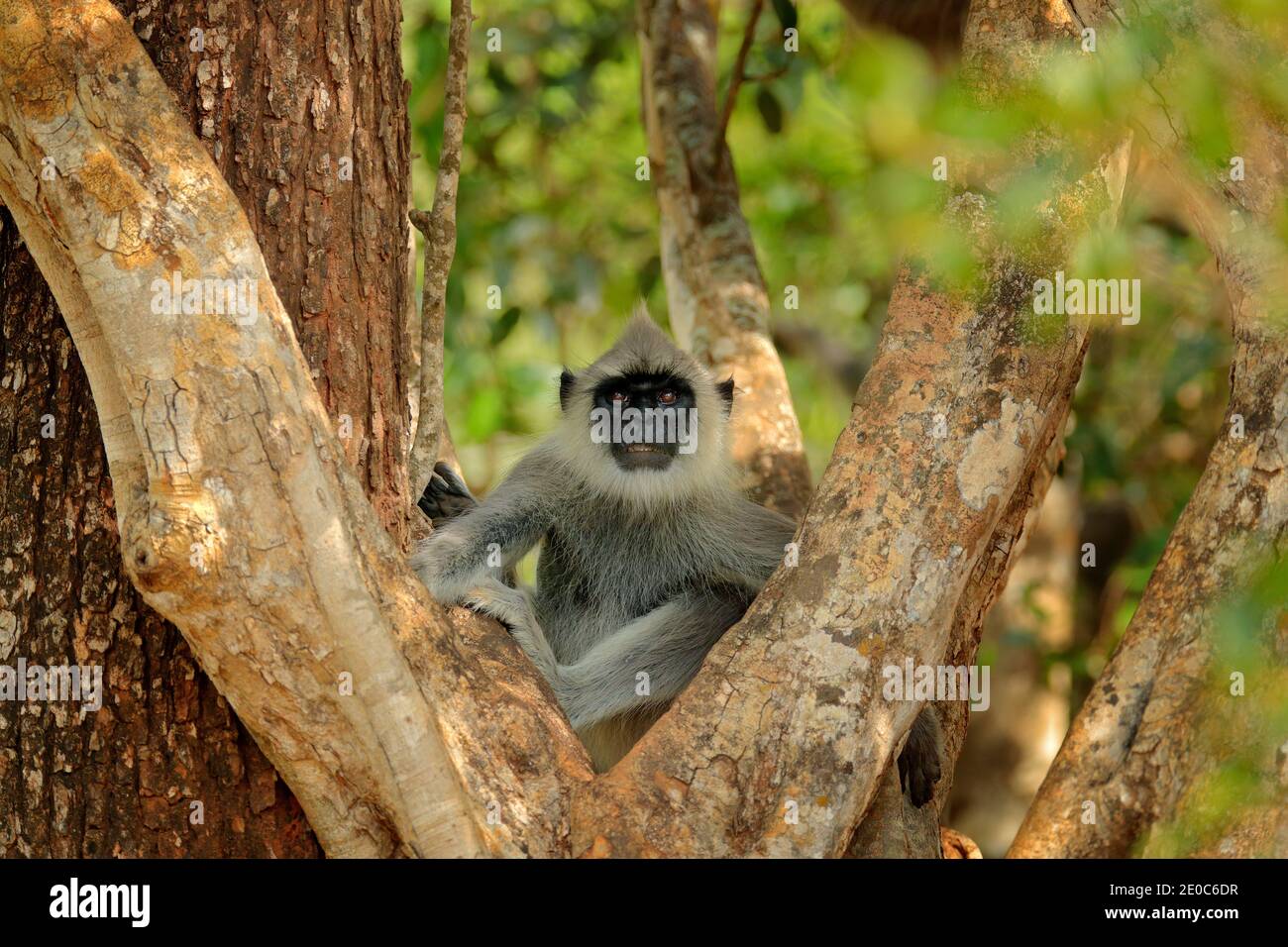 Wildlife of Sri Lanka, detail monkey portrait Common Langur ...