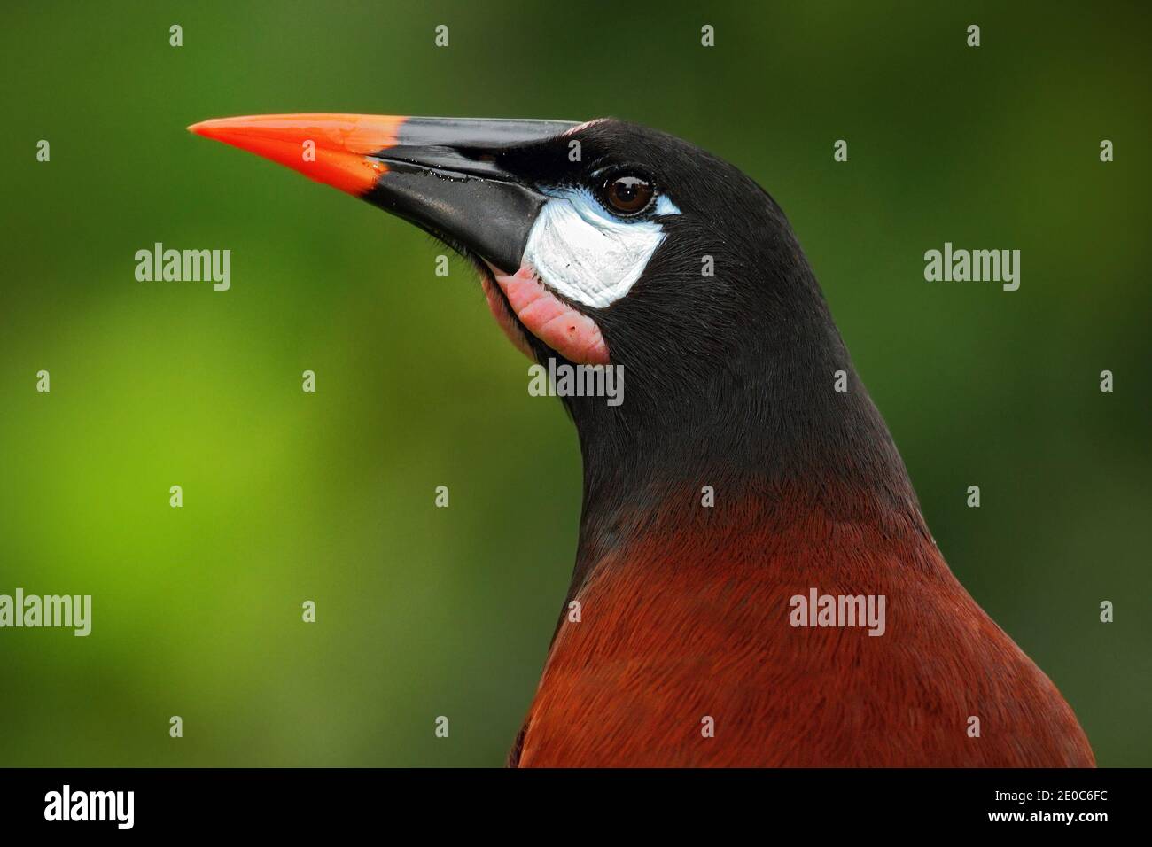 Montezuma Oropendola, Psarocolius montezuma, portrait of exotic bird ...