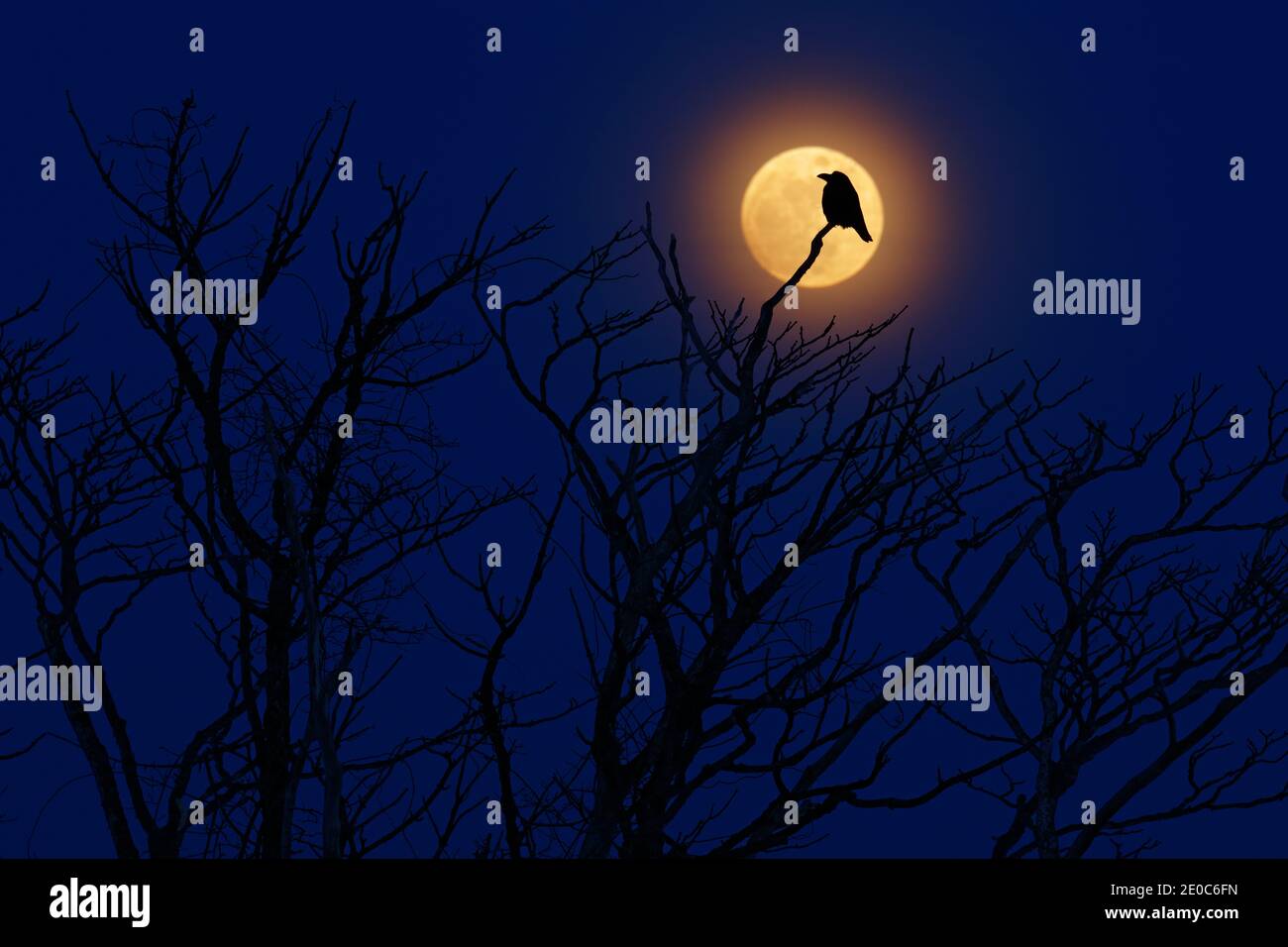 Bird with moon. Late evening with raven, sitting on the tree in nature ...