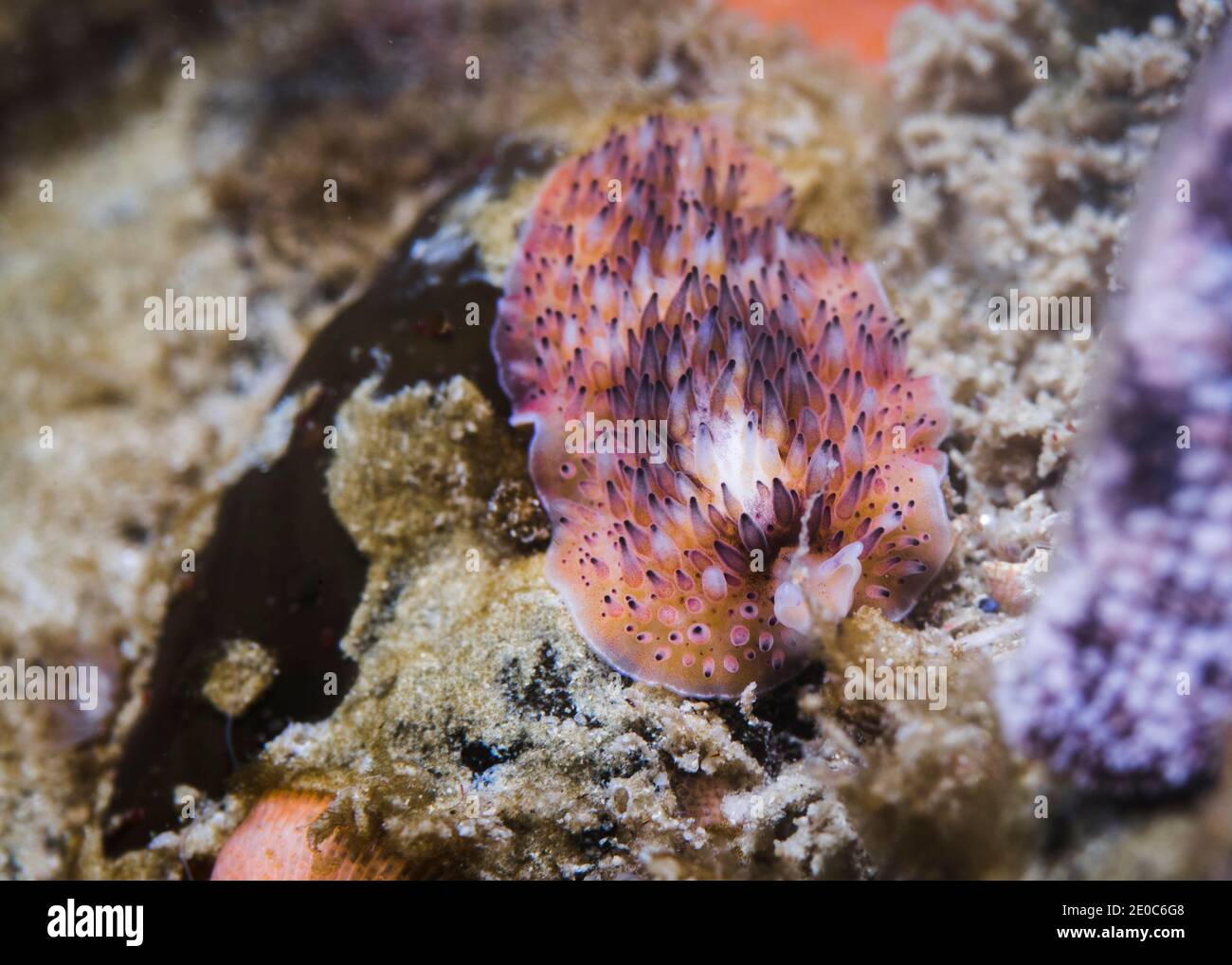 Carpet flatworm thysanozoon brocchii hi-res stock photography and ...