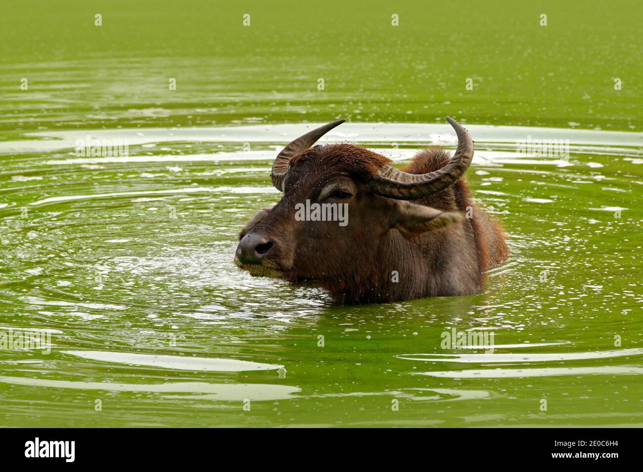 Bull swimming in the lake in Yala, Sri Lanka. Asian water buffalo ...