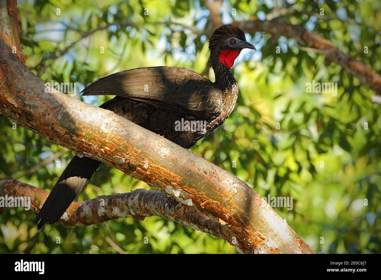 Crested Guan, Penelope purpurascens, Tikal, Guatemala. Wildlife animal ...
