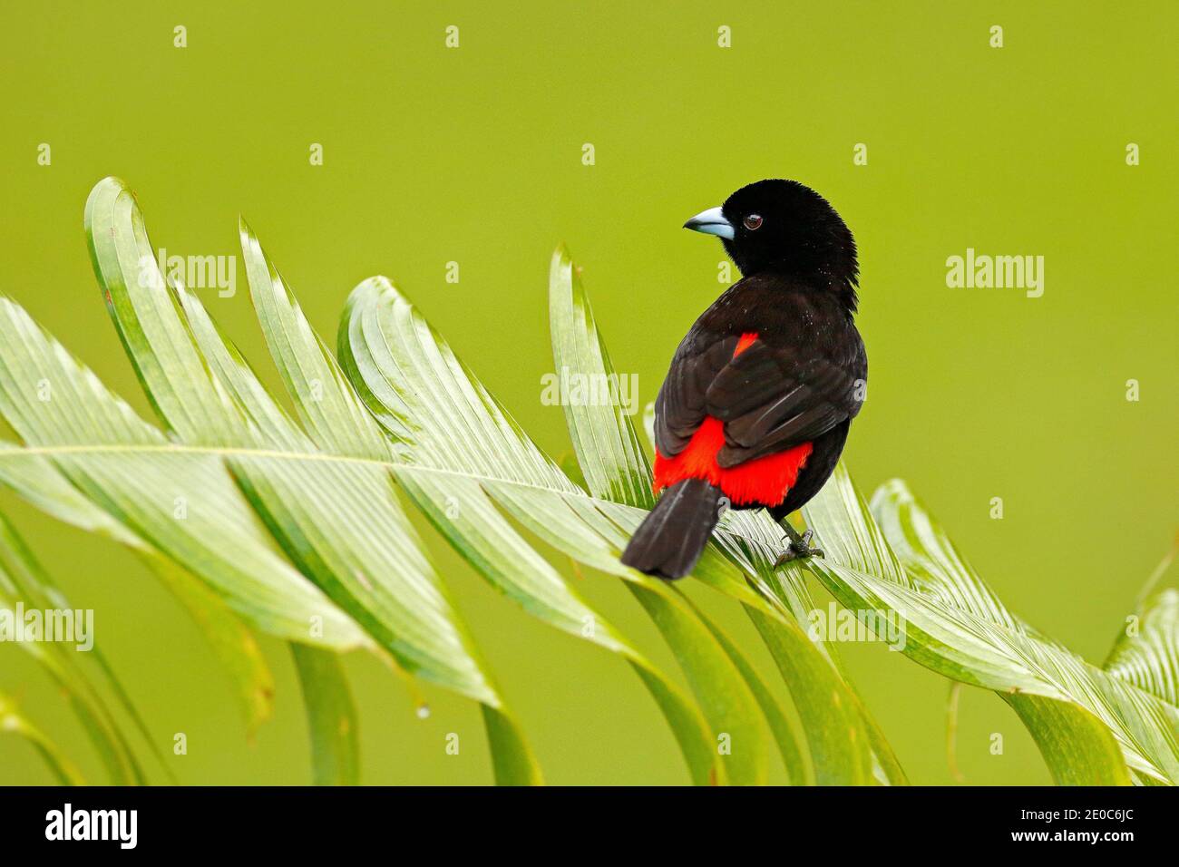 Scarlet rumped tanager female hi-res stock photography and images - Alamy