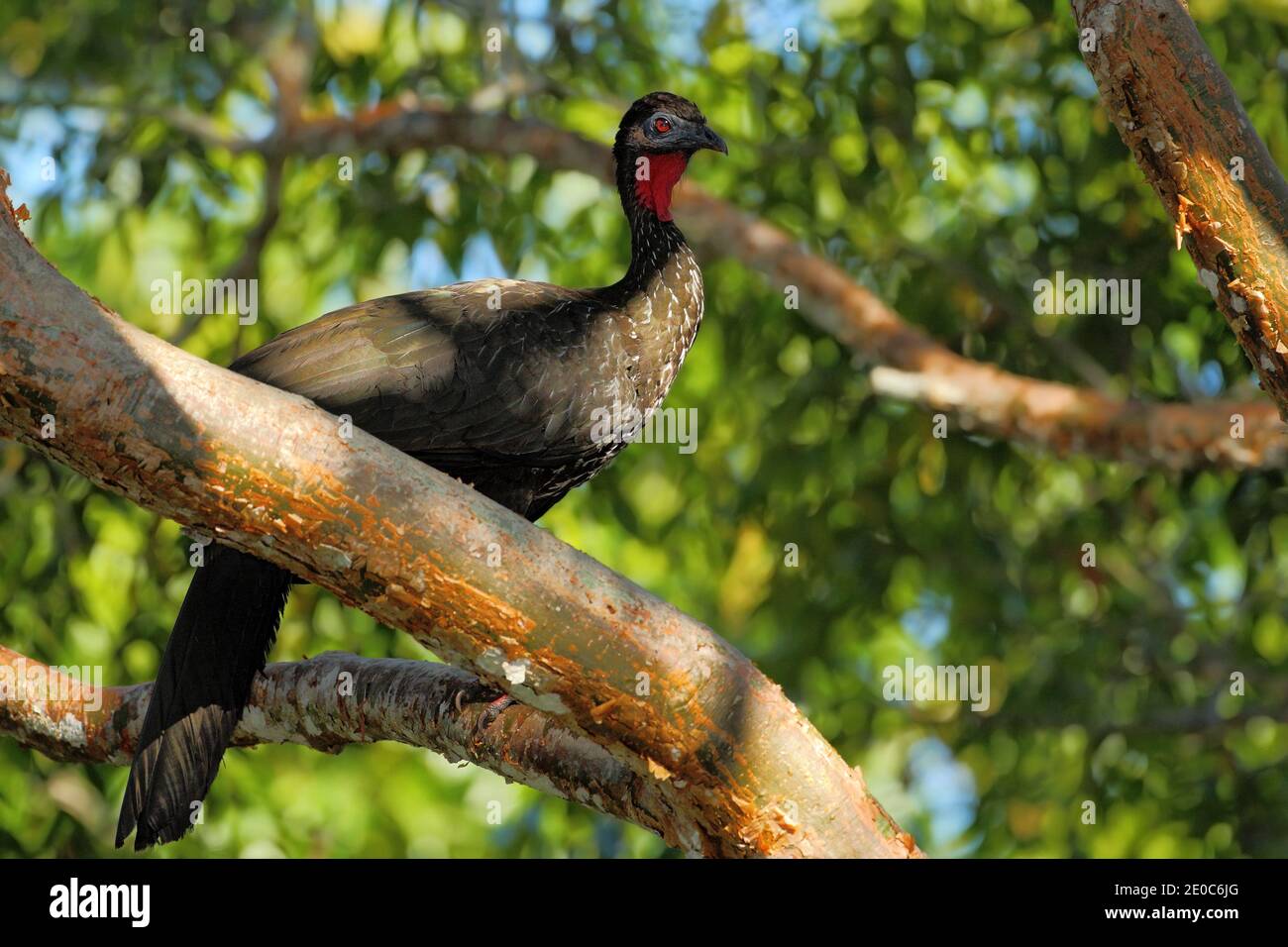 Crested Guan, Penelope purpurascens, Tikal, Guatemala. Wildlife animal ...