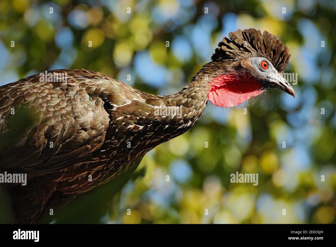 Crested Guan, Penelope purpurascens, Tikal, Guatemala. Wildlife animal ...