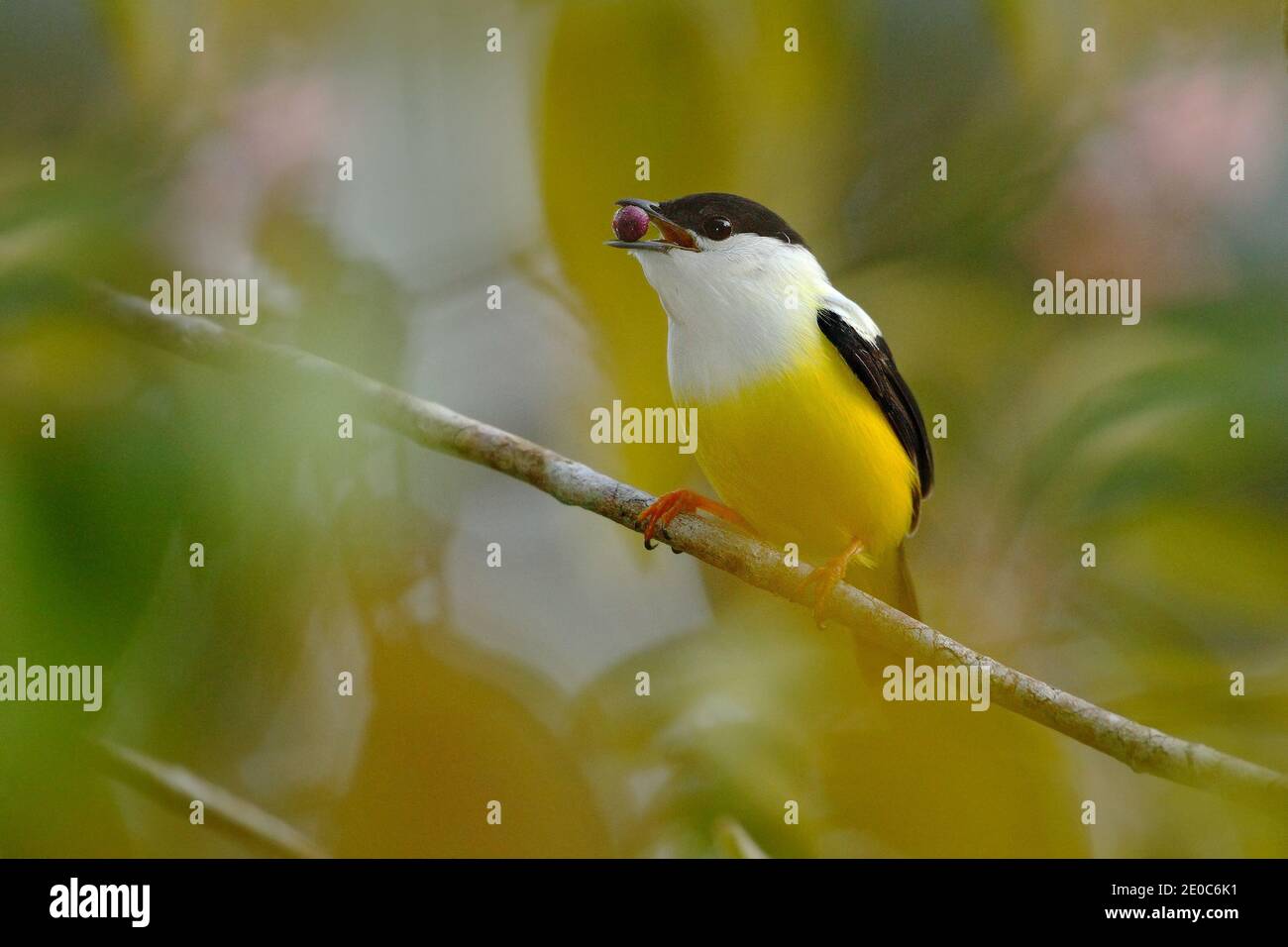 White-collared Manakin, Manacus candei, rare bizar bird, Belize ...