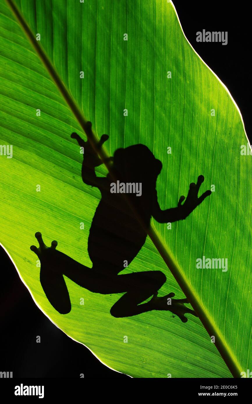 Art view on nature. Morelet's Tree Frog, Agalychnis moreletii, in the ...