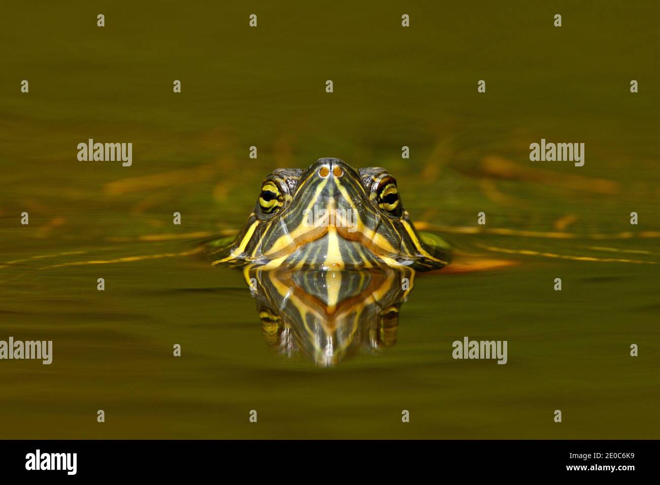 Baby sea turtle face hi-res stock photography and images - Alamy