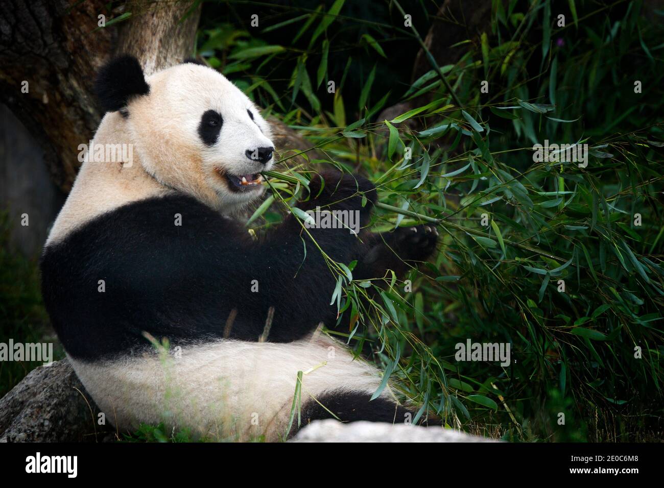 Panda eating bamboo. Wildlife scene from Chinese nature. Portrait of ...
