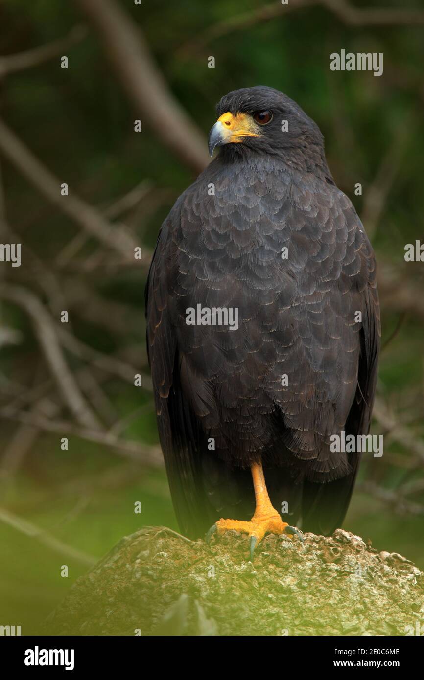 Great Black-Hawk, Buteogallus urubitinga, detail portrait of wild bird ...