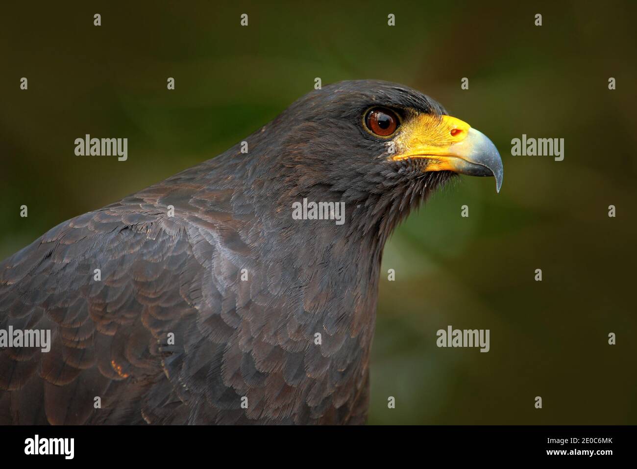 Great Black-Hawk, Buteogallus urubitinga, detail portrait of wild bird ...