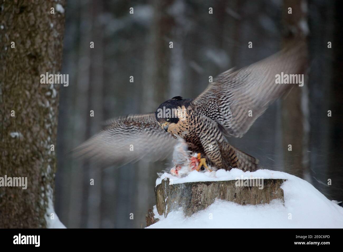 Peregrine Falcon sitting in autumn orange leaves and caught bird ...