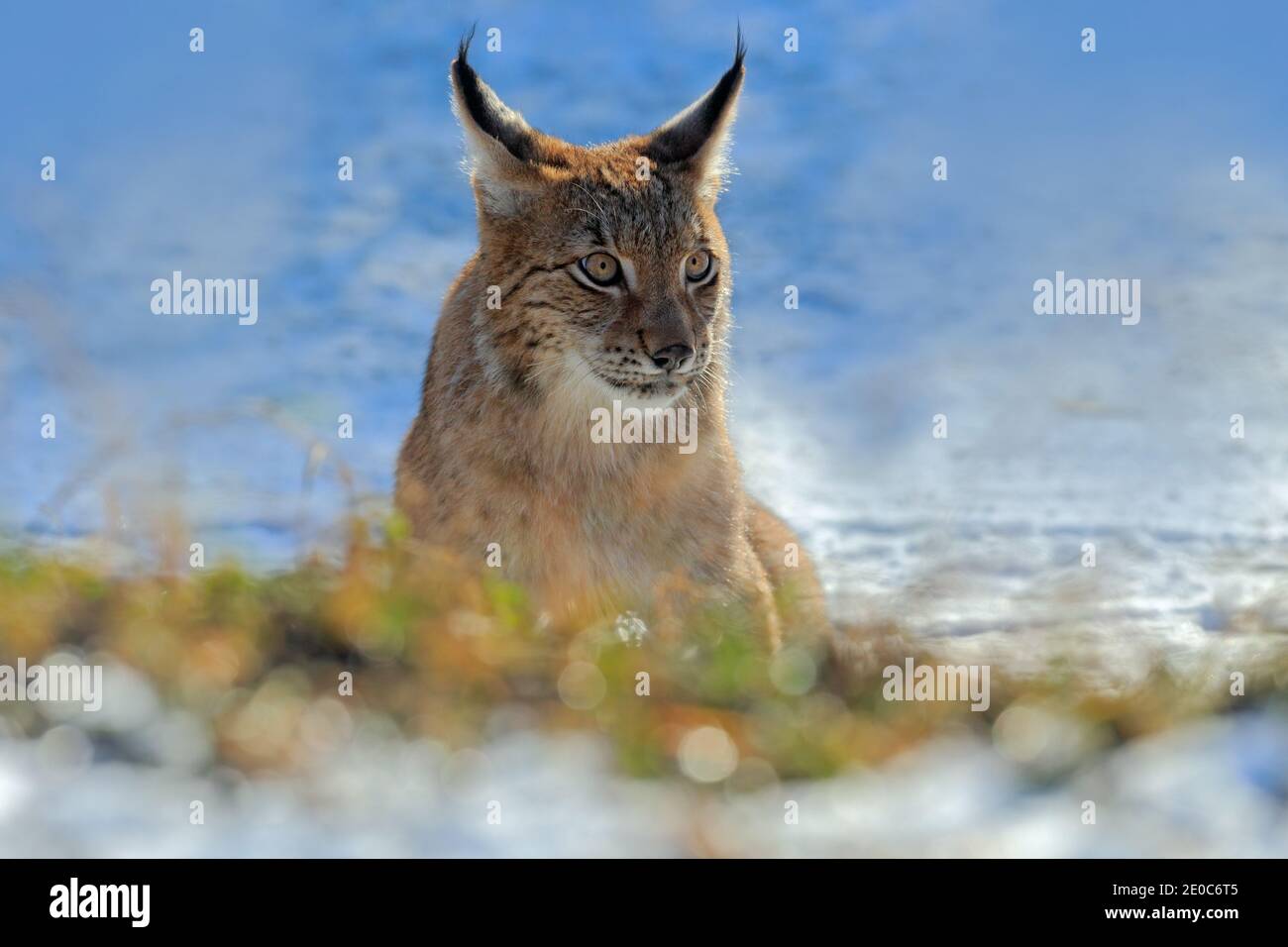 Portrait of Eurasian Lynx, wild cat on the meadow. Wildlife scene from ...