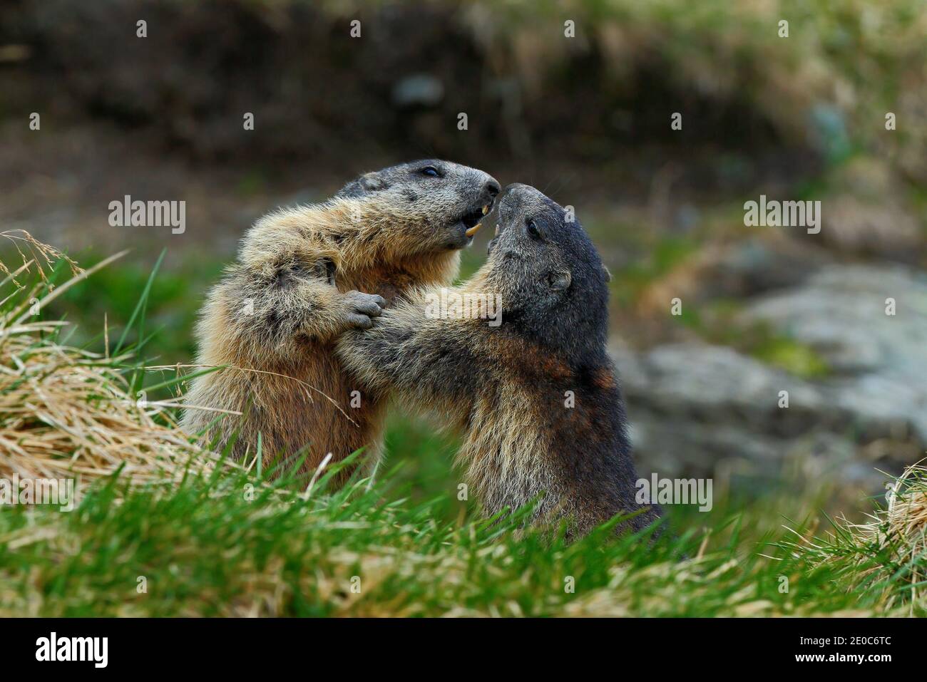 Brawl animals hi-res stock photography and images - Alamy