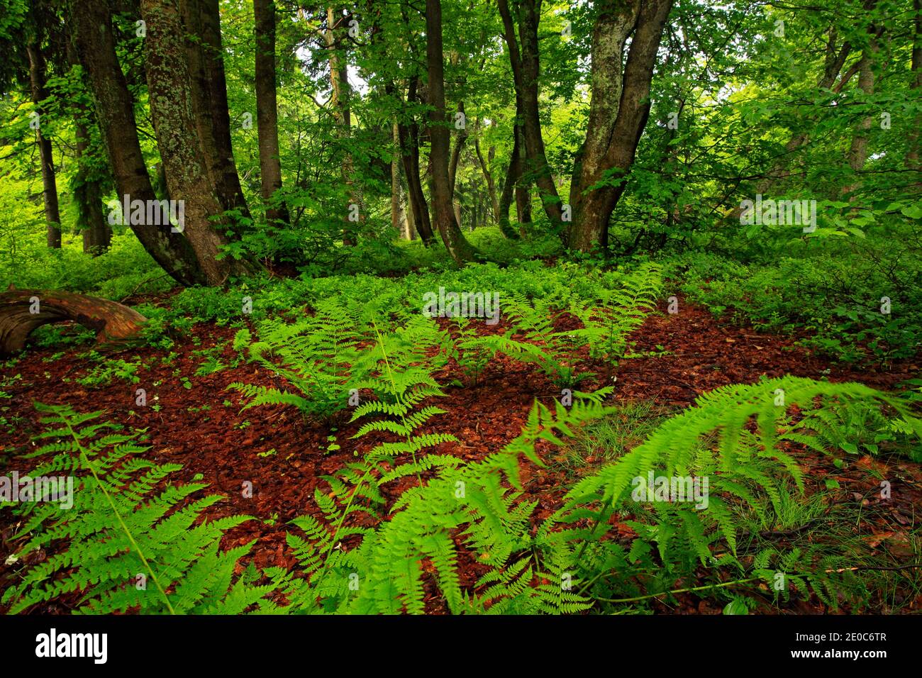 Magic forest, Czech monument Dvorsky les, Rychory, Krkonose. Green ...