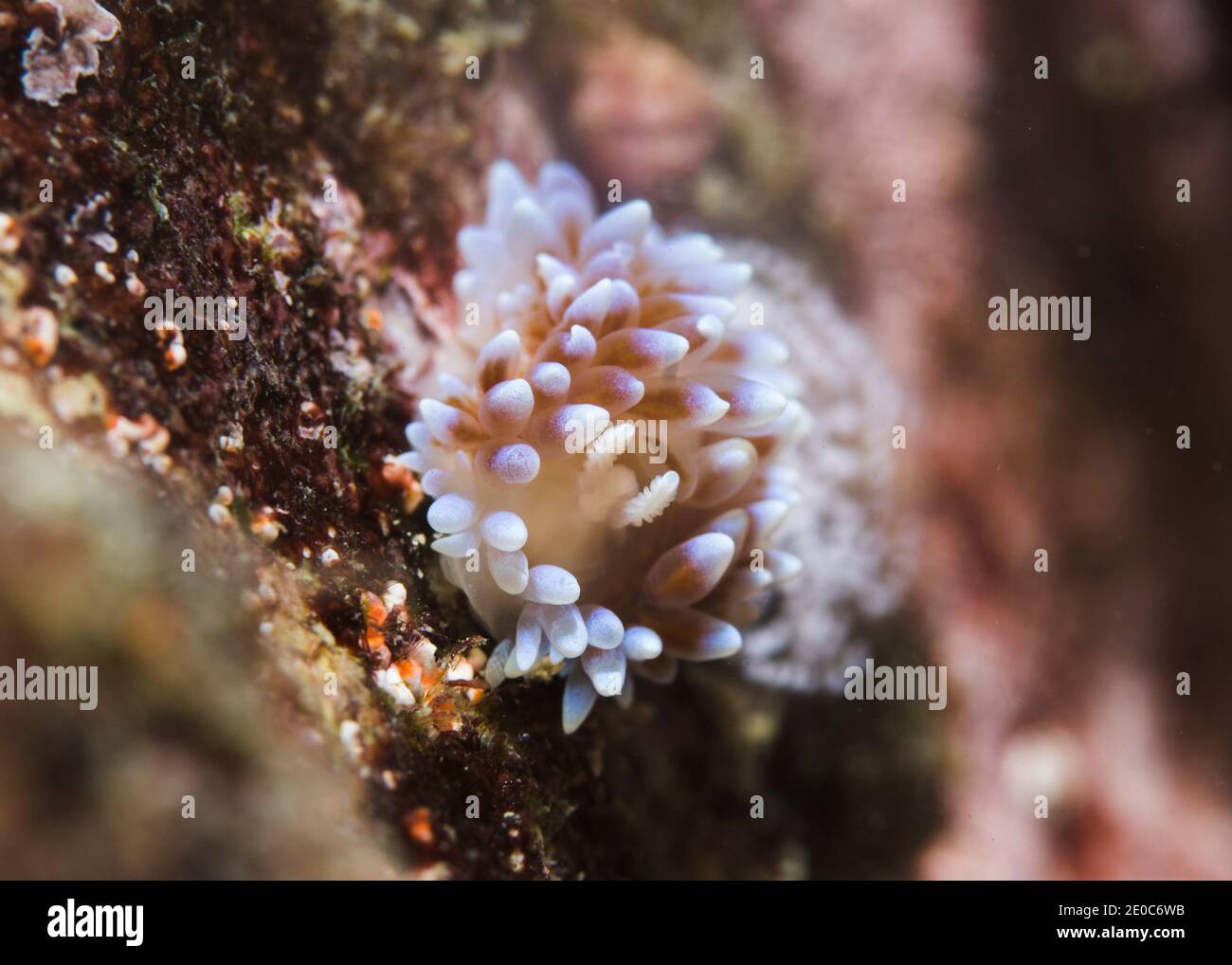 Silvertip nudibranch (Janolus capensis) closeup of it's front, light ...
