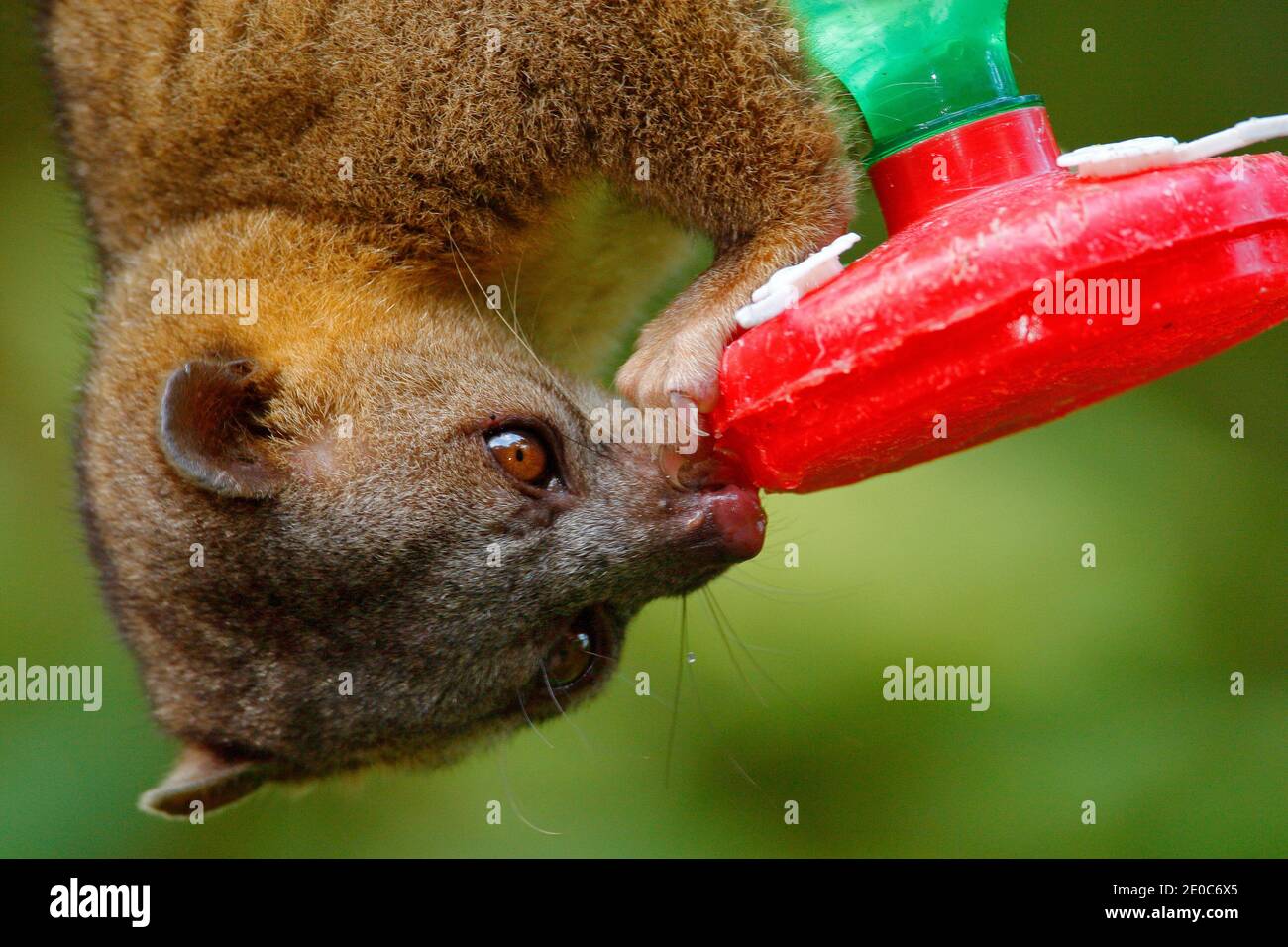 Potos flavus baby hi-res stock photography and images - Alamy