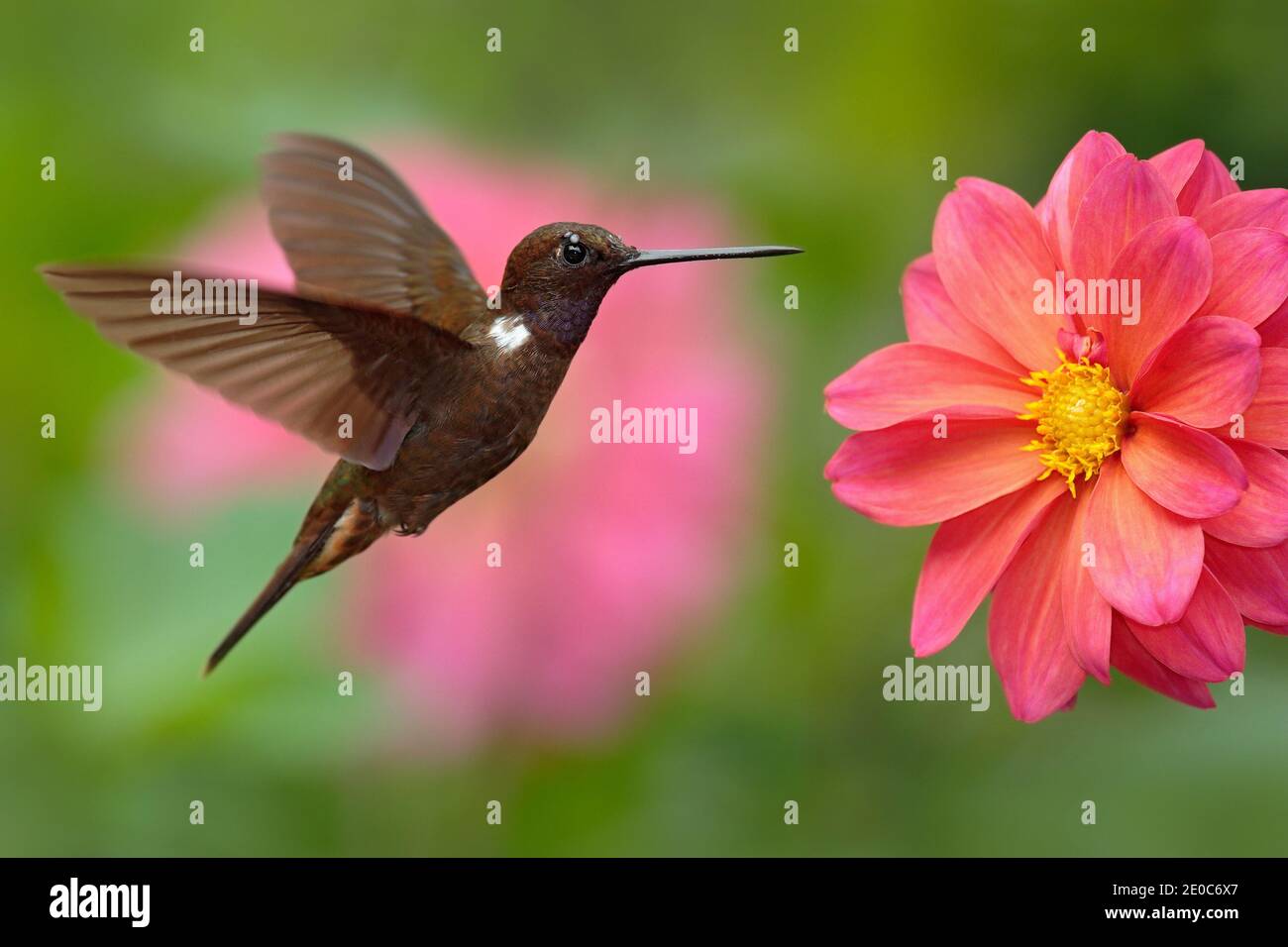 Hummingbird Brown Inca, Coeligena wilsoni, flying next to beautiful ...