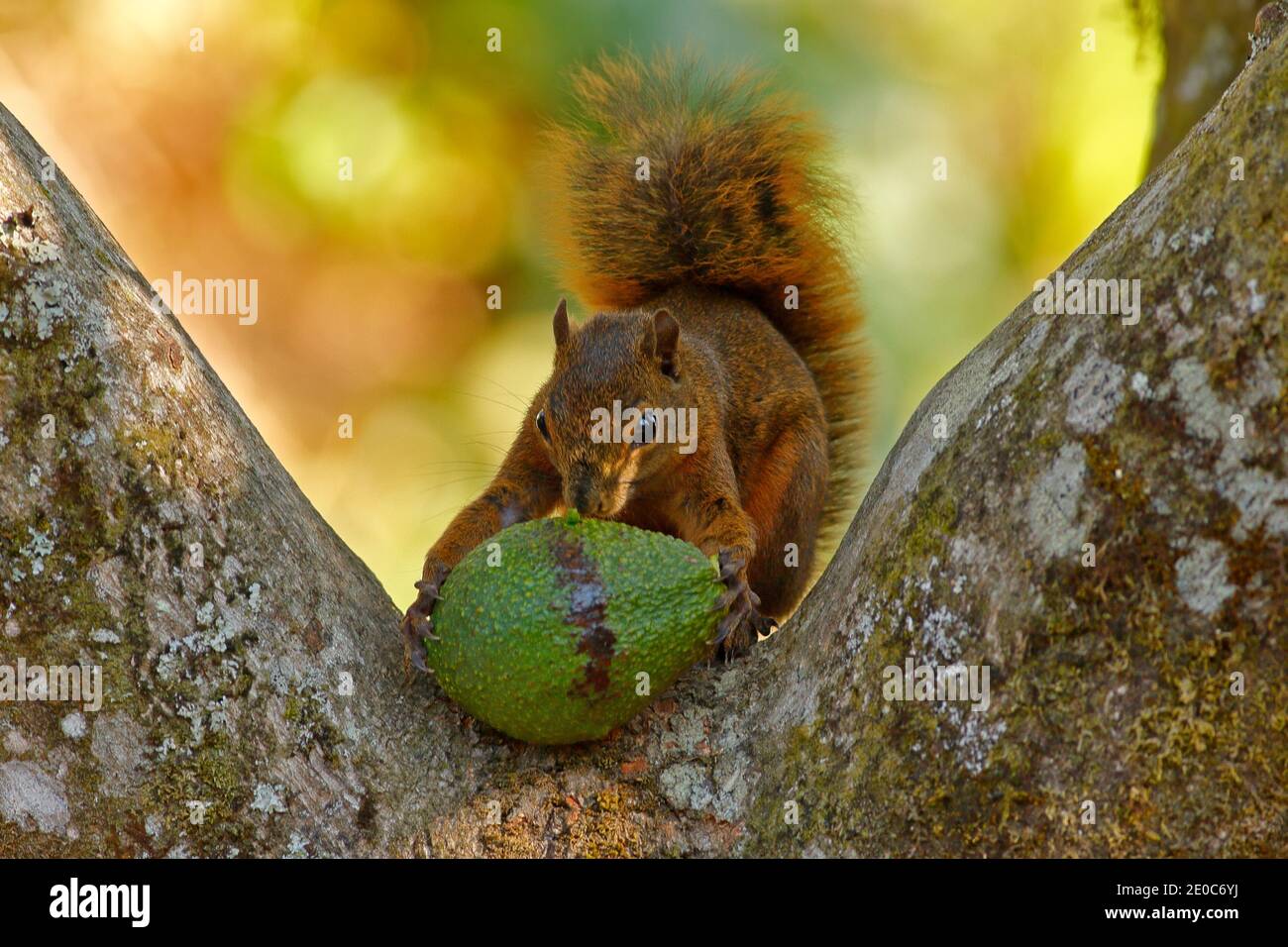 Panama Squirrel High Resolution Stock Photography and Images - Alamy