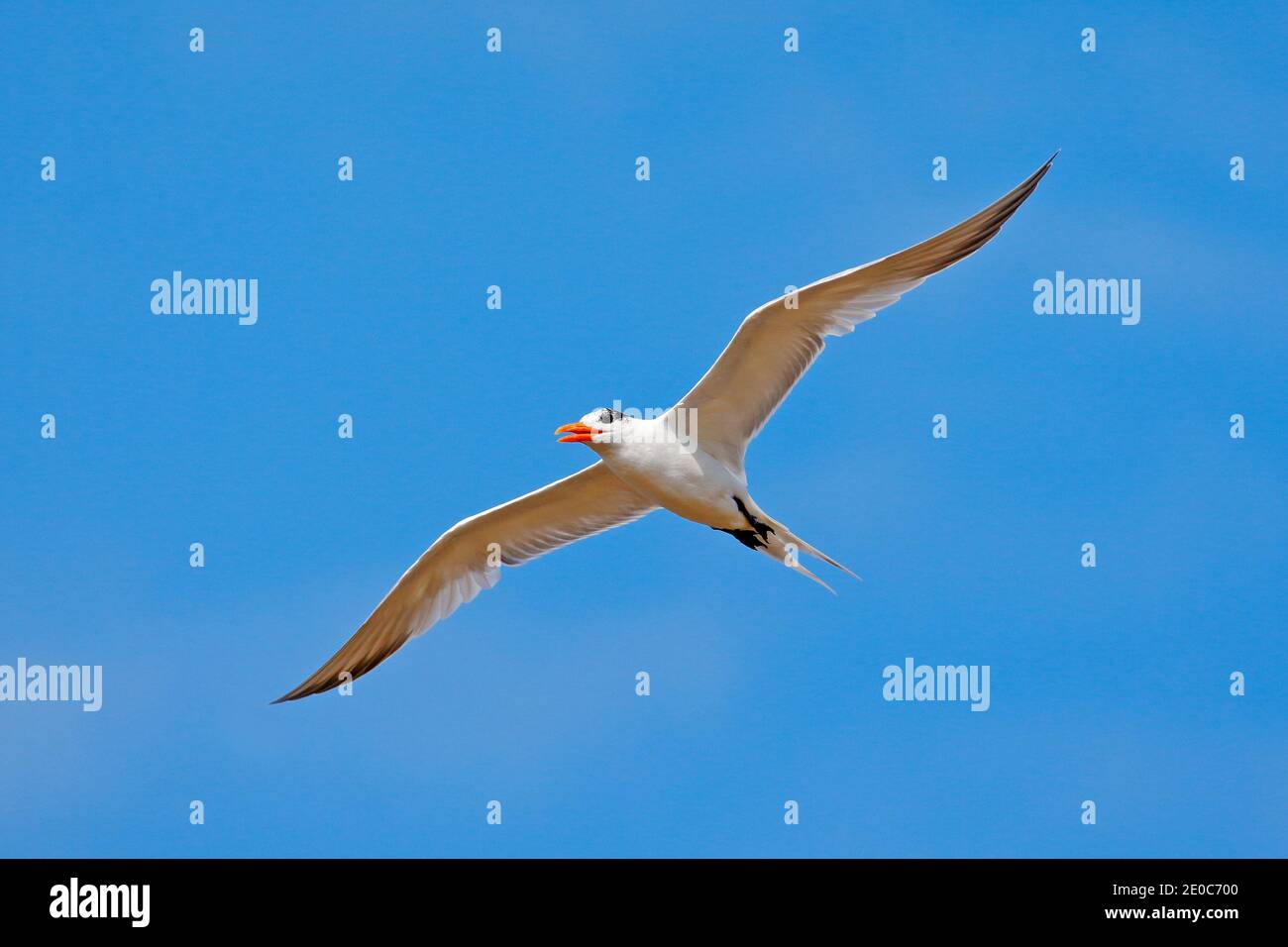 Royal Tern in flight, Thallaseus maximus, white bird with black cap ...