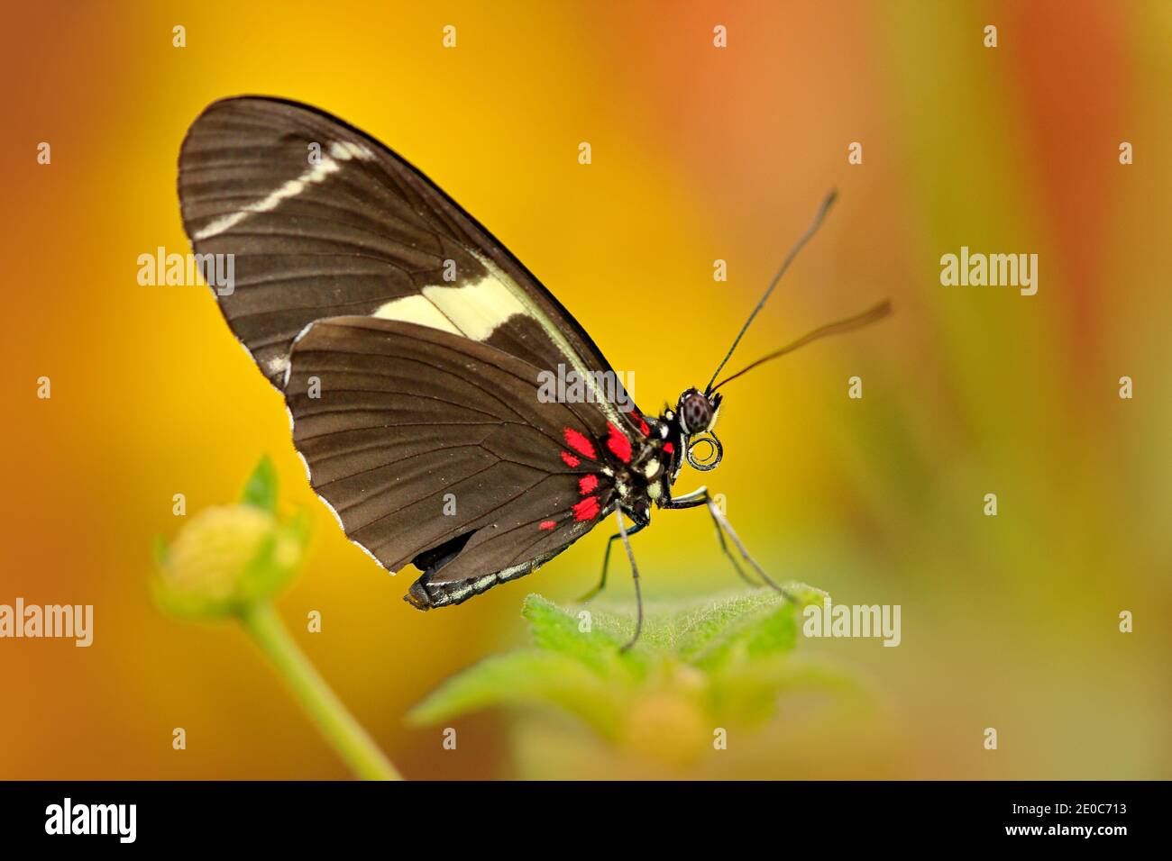 Moth From Peru High Resolution Stock Photography and Images - Alamy