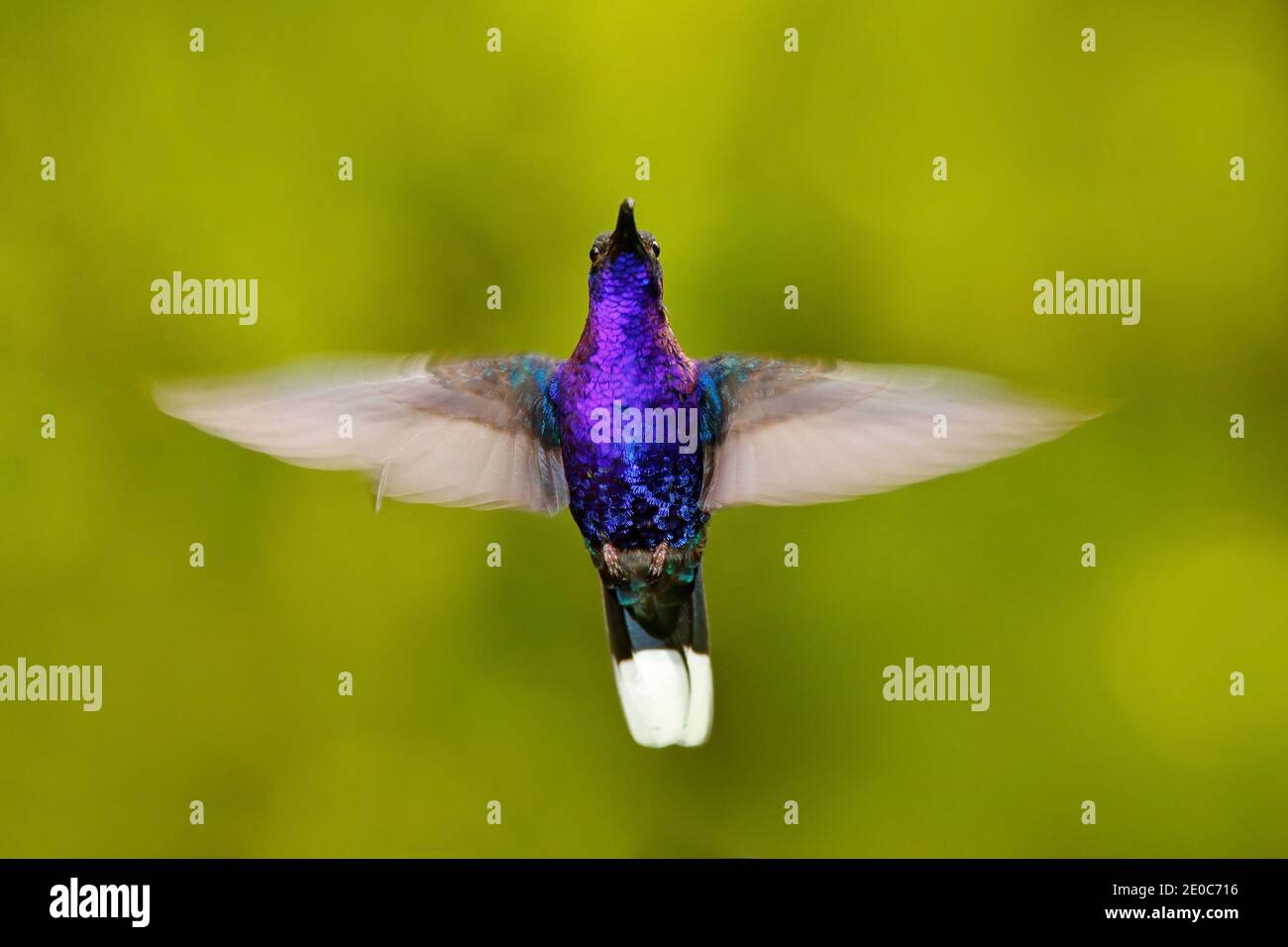 Flying hummingbird, action wildlife scene from nature. Hummingbird from ...