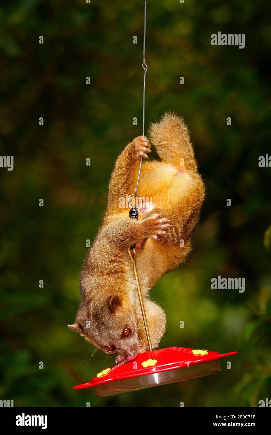 Kinkajou hi-res stock photography and images - Alamy